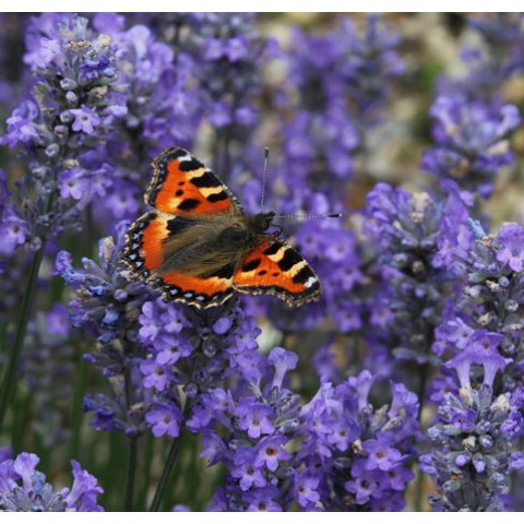 Lavandula angustifolia 'Little Lady' - Lavande naine de jardin sec