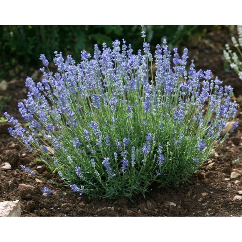 Lavandula angustifolia 'Lavenite Petite' - Lavande naine pour jardin sec