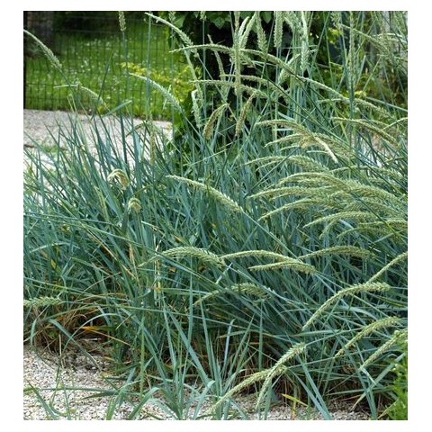 Seigle de mer - Leymus arenarius - vente de graminée pour terrain sec