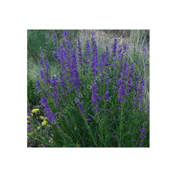 Penstemon strictus - Galane vivace à fleurs bleues
