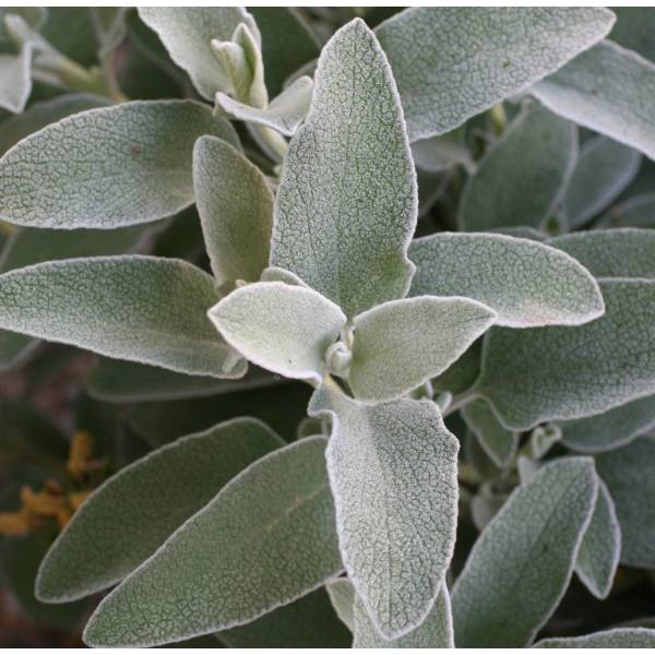 Phlomis x cytherea - Sauge de Jérusalem - arbuste pour jardin sec