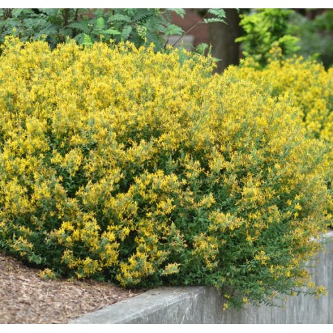 Genêt des teinturiers - Genista tinctoria - arbuste pour jardin sec