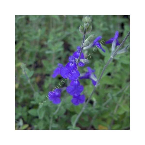 Sauge arbustive bleue - Salvia chamaedryoides - vivace pour jardin sec