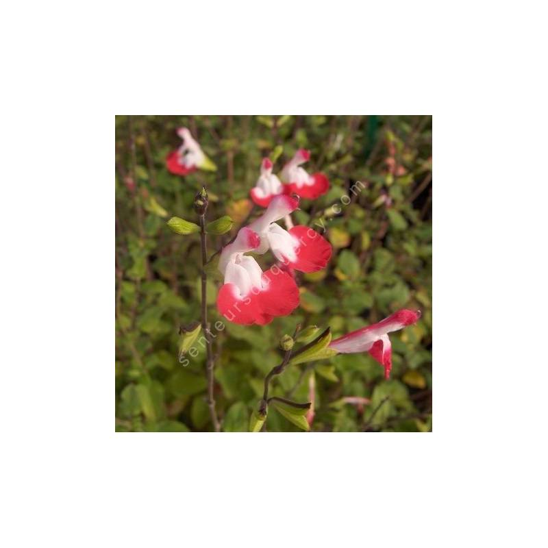 Sauge arbustive vivace à fleur rouge et blanche - Salvia 'Hot Lips'