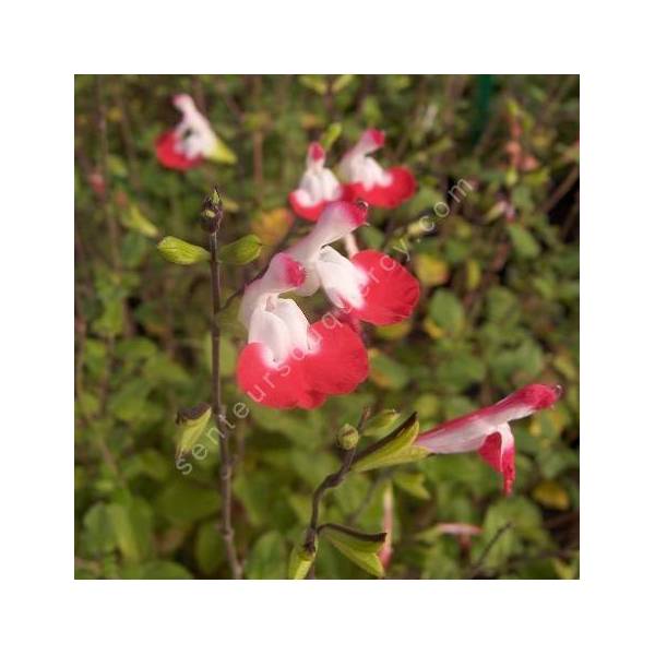 Sauge arbustive vivace à fleur rouge et blanche - Salvia 'Hot Lips'