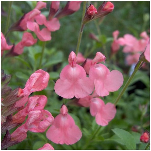 Sauge arbustive à fleur rose tendre - Salvia microphylla 'Ribambelle'