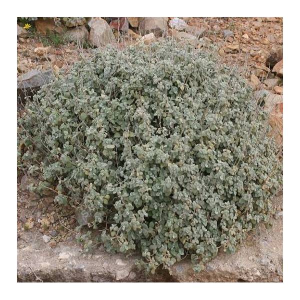 Ballote - Ballota pseudodictamnus - plante vivace de jardin sec