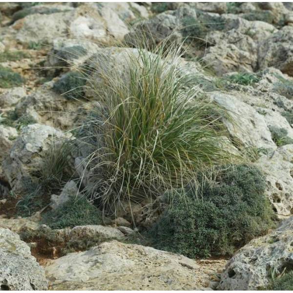 Germandrée maritime épineuse - Teucrium marum subsp subspinosum