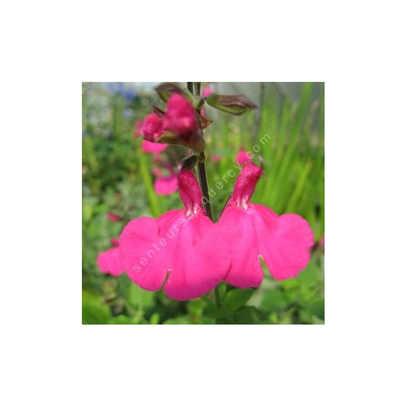 Sauge arbustive à grosse feuille - Salvia microphylla 'Cerro Potosi'