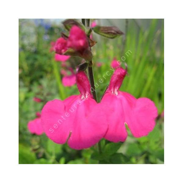 Sauge arbustive à grosse feuille - Salvia microphylla 'Cerro Potosi'