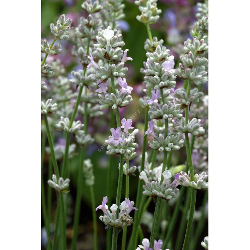 Lavandula angustifolia 'Coconut Ice' - Lavande fine de jardin sec