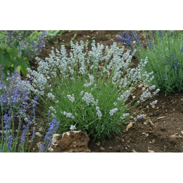 Lavandula angustifolia 'Coconut Ice' - Lavande fine de jardin sec
