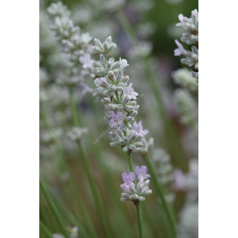 Lavandula angustifolia 'Coconut Ice' - Lavande fine de jardin sec