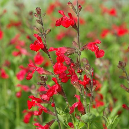 sauge arbustive à fleurs rouges - Salvia 'Flammenn' - plante vivace