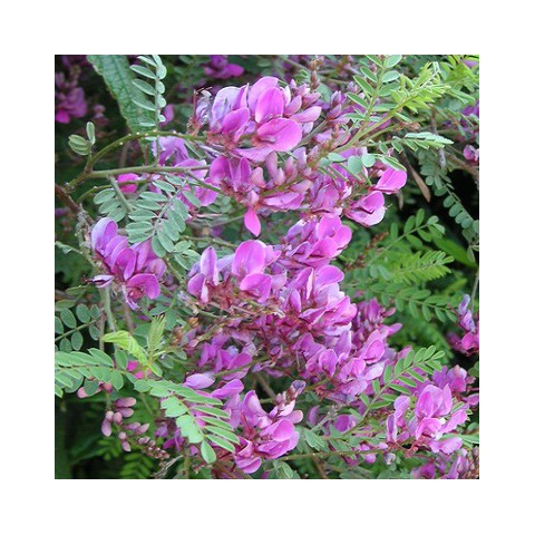 Indigotier - Indigofera heterantha - synonyme Indigofera gerardiana
