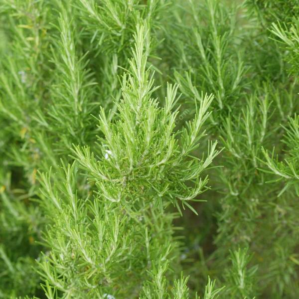 Rosmarinus officinalis 'Barbecue' - Romarin dressé pour terrain sec