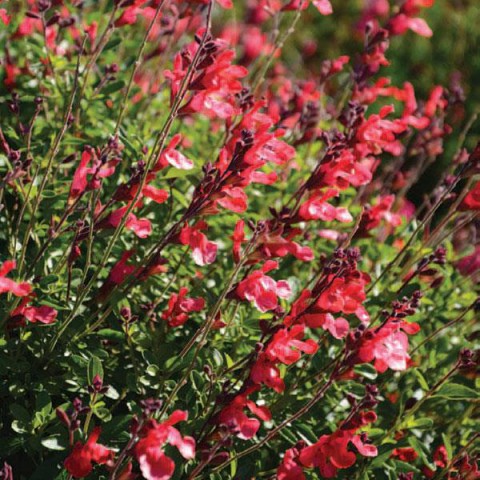 Salvia 'Artic Blaze' ® Dark Red - Sauge arbustive rouge pourpre