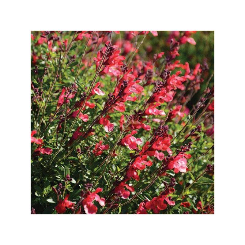 Salvia 'Artic Blaze' ® Dark Red - Sauge arbustive rouge pourpre