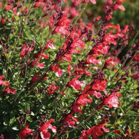 Salvia 'Artic Blaze' ® Dark Red - Sauge arbustive rouge pourpre