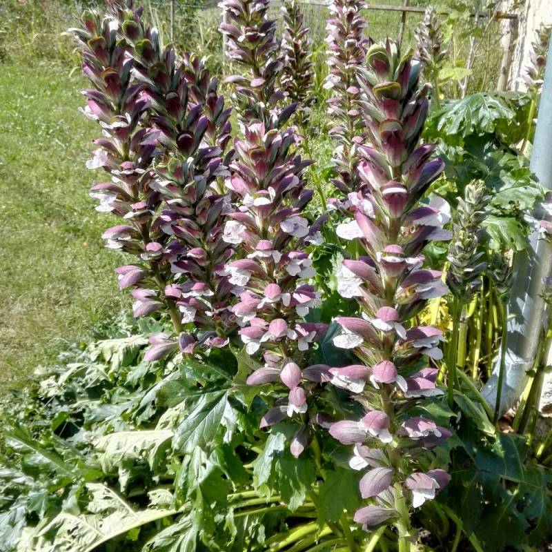Acanthe à feuilles molles pour ombre sèche - Acanthus mollis