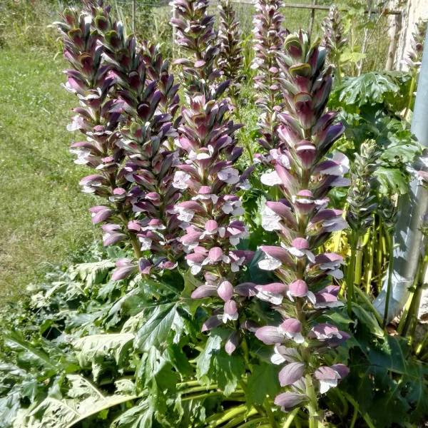 Acanthe à feuilles molles pour ombre sèche - Acanthus mollis