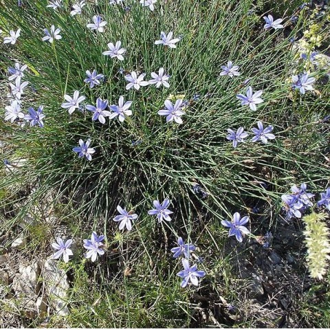 Aphyllanthe de Montpellier - Aphyllanthes monspeliensis
