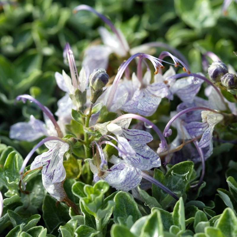 Germandrée de rocaille - Teucrium aroanium - Plante de terrain sec