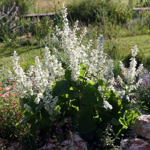 Sauge sclarée à fleurs blanches - Salvia sclarea 'Vatican White'