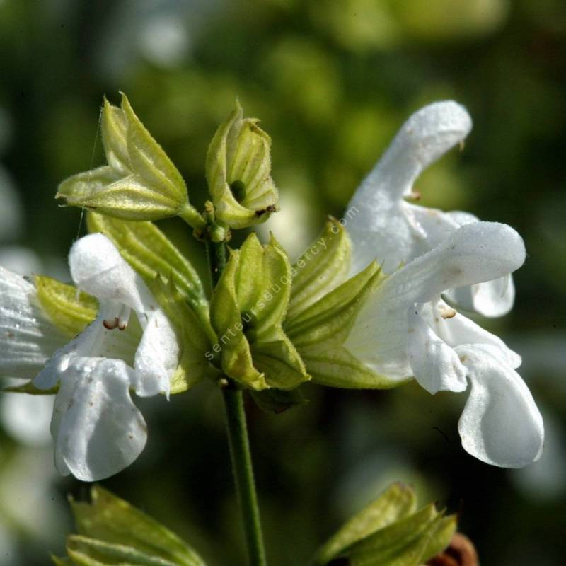 Sauge à fleur blanche condimentaire - Salvia officinalis 'Albiflora'
