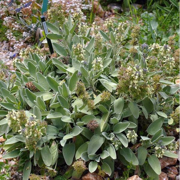Stachys citrina - Oreille d'ours à floraison jaune