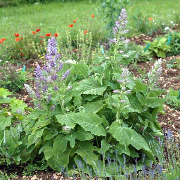 Salvia sclarea - sauge sclarée - plante aromatique, vente en ligne