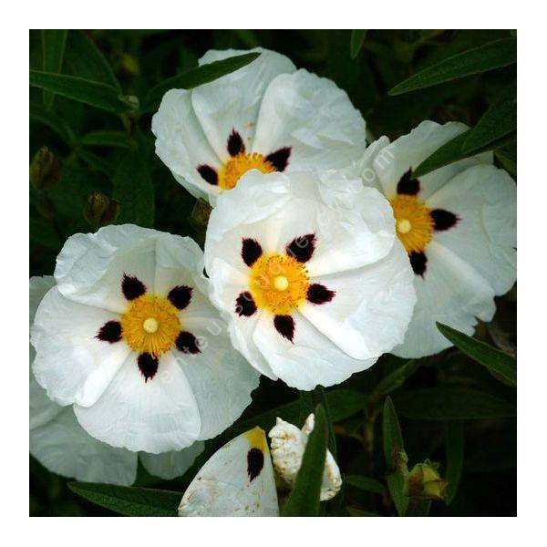 Ciste de Chypre - Cistus x cyprius - arbuste persistant de terrain sec