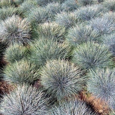 Festuca glauca 'Blue Select' - Fétuque bleue - graminée vivace