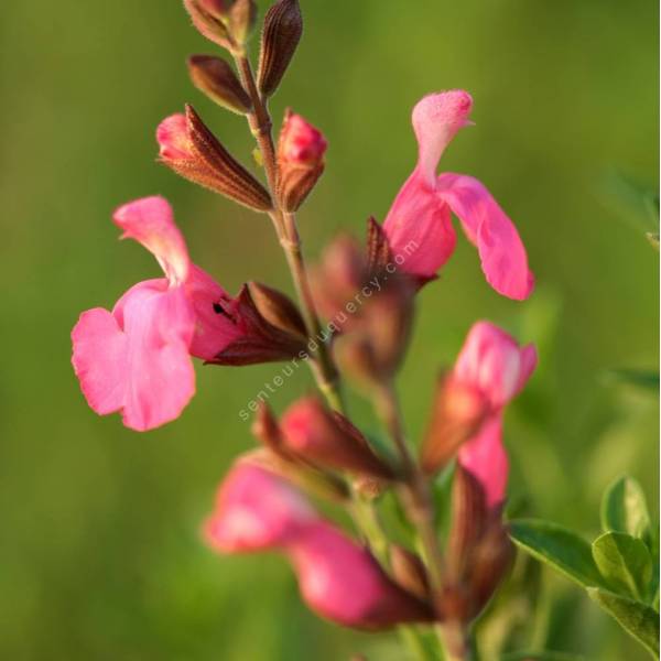 Sauge arbustive vivace à floraison rose - Salvia 'Flamenco Rose'