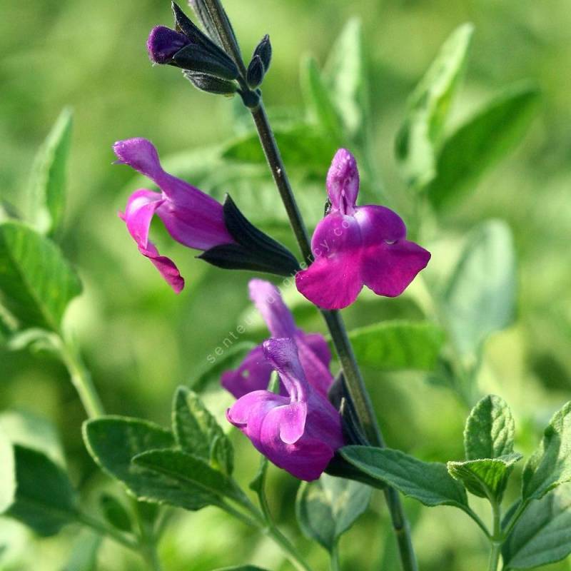 Sauge arbustive vivace fleur violette - Salvia 'Artic Blaze' Purple