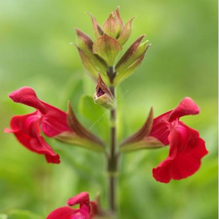 Salvia 'Artic Blaze' ® Dark Red - Sauge arbustive rouge pourpre