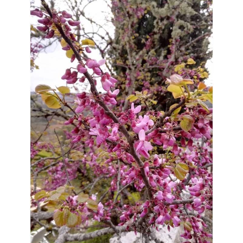 Arbre de Judée - Cercis siliquastrum - vente d'arbre de terrains secs