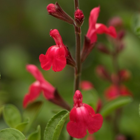 Salvia x jamensis 'James Compton' - Sauge arbustive rouge à gorge blanche