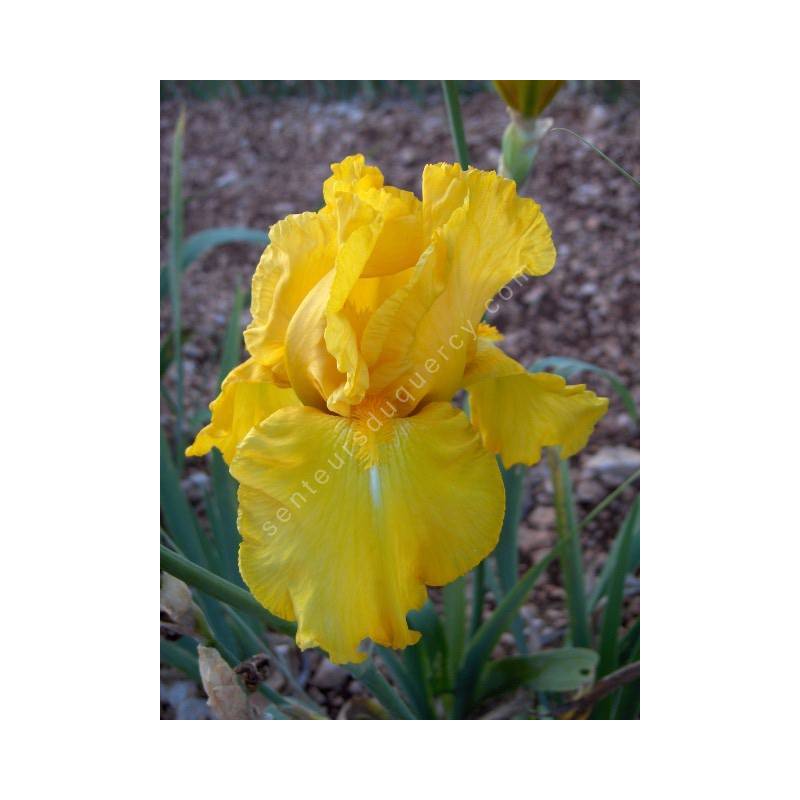 Iris 'Pirate Quest', , vente en ligne