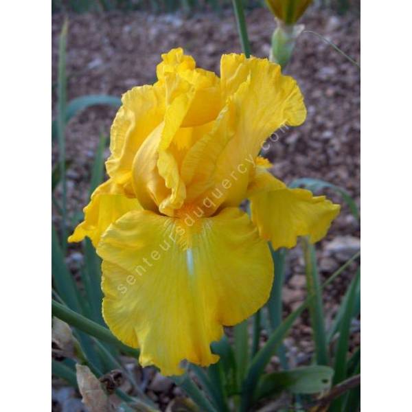 Iris 'Pirate Quest', , vente en ligne