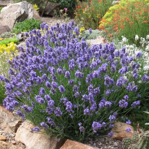 Lavandula angustifolia 'Thumbelina Leigh' - Lavande naine pour jardin sec