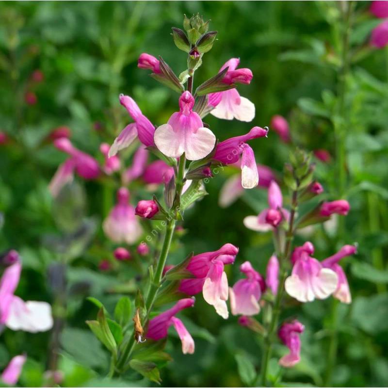 Sauge arbustive vivace à fleur cerise et blanche - Salvia 'Cherry Lips'