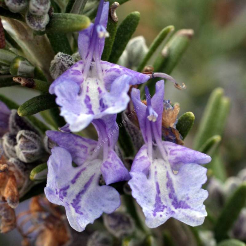 Rosmarinus officinalis 'Boule' - Romarin formant un dôme naturel