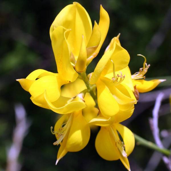 Spartium junceum - Genêt d'Espagne - arbuste persistant pour sol sec