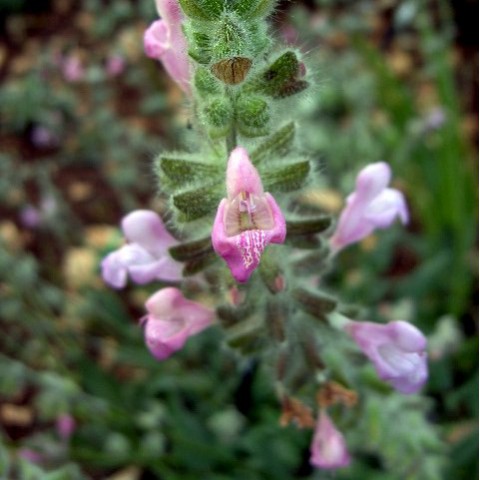 Salvia recognita - sauge - plante aromatique, vente en ligne