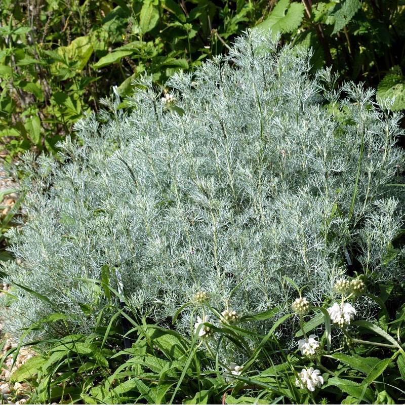 Artemisia alba 'Canescens' - Armoise - plante vivace, vente en ligne