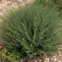 Armoise herbe blanche - Artemisia herba-alba - plante vivace