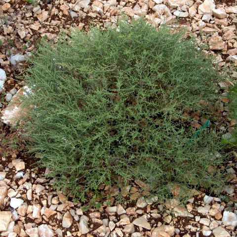 Armoise herbe blanche - Artemisia herba-alba - plante vivace