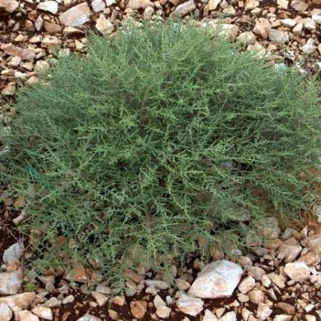 Armoise herbe blanche - Artemisia herba-alba - plante vivace