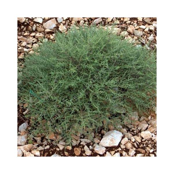 Armoise herbe blanche - Artemisia herba-alba - plante vivace